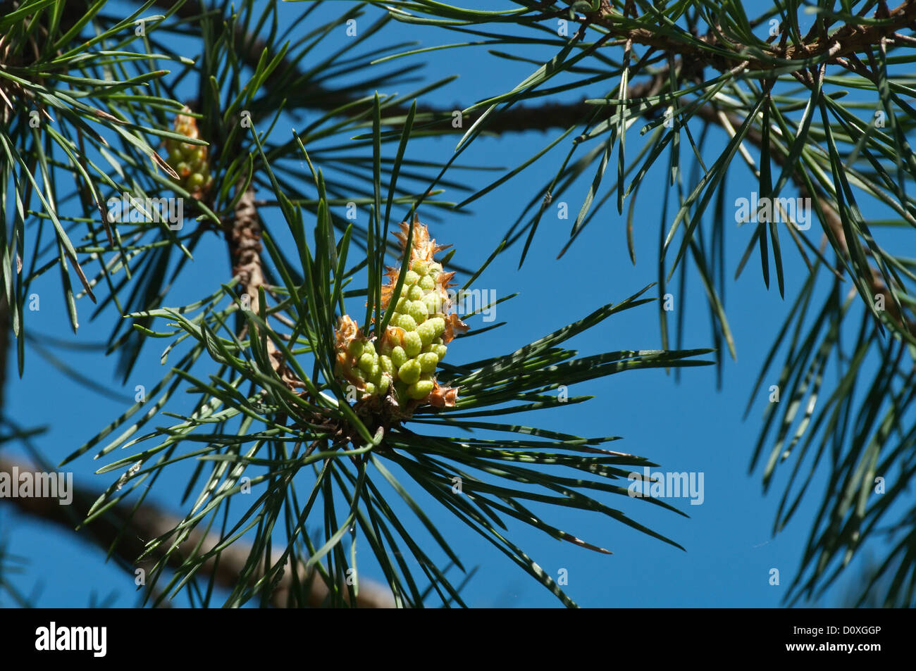 Young runaways of a pine in forest Stock Photo - Alamy