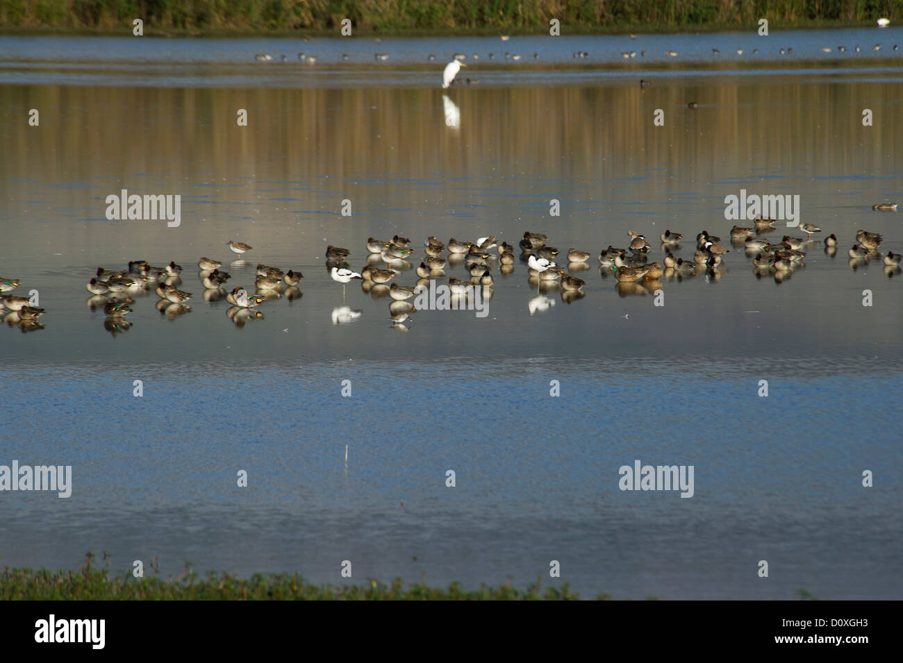 Huleh Valley Nature Reserve, various ducks and fowl Stock Photo - Alamy