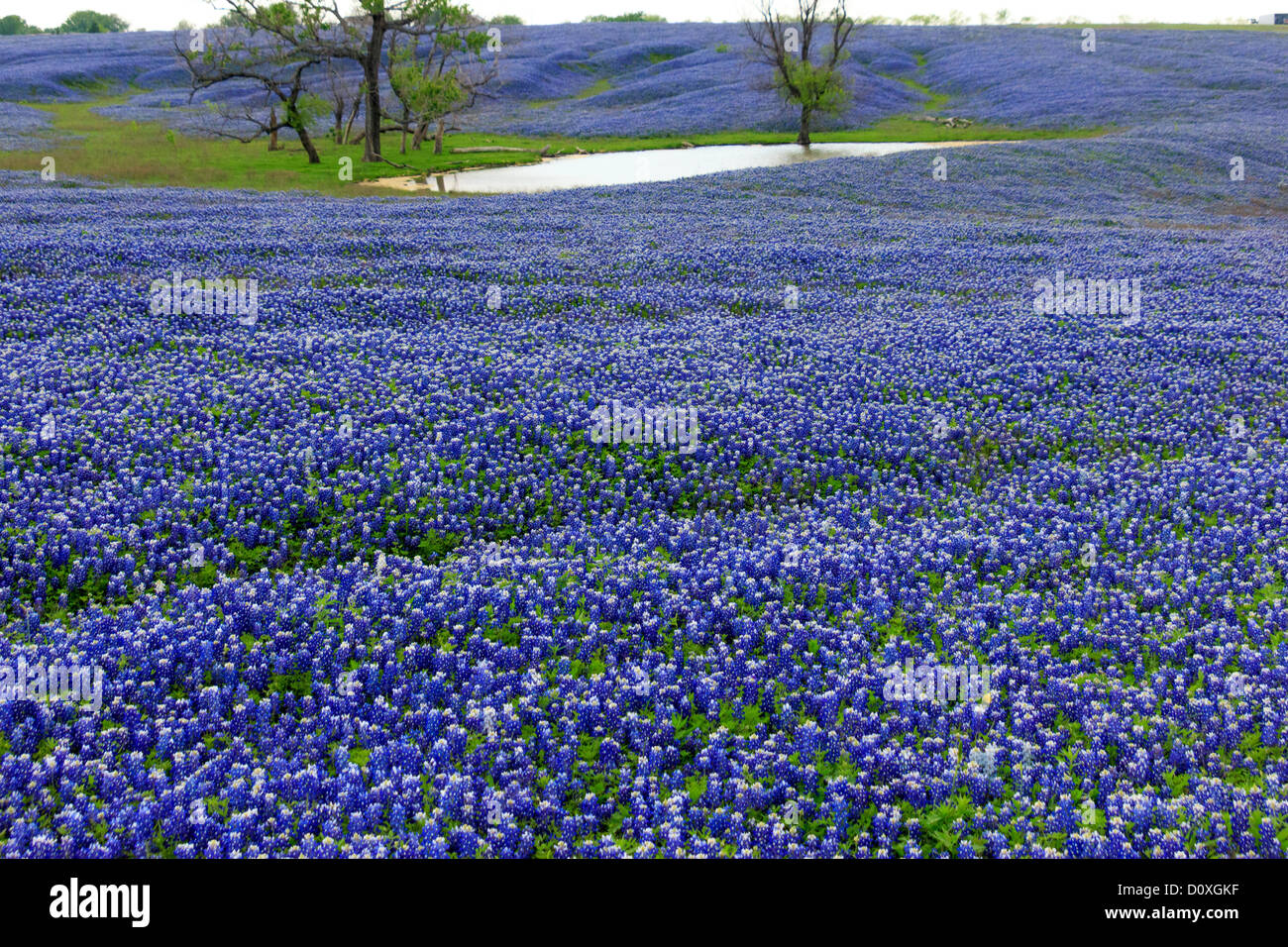 Ennis, Lupinus texensis, Texas, USA, biennial plant, bluebonnets field ...
