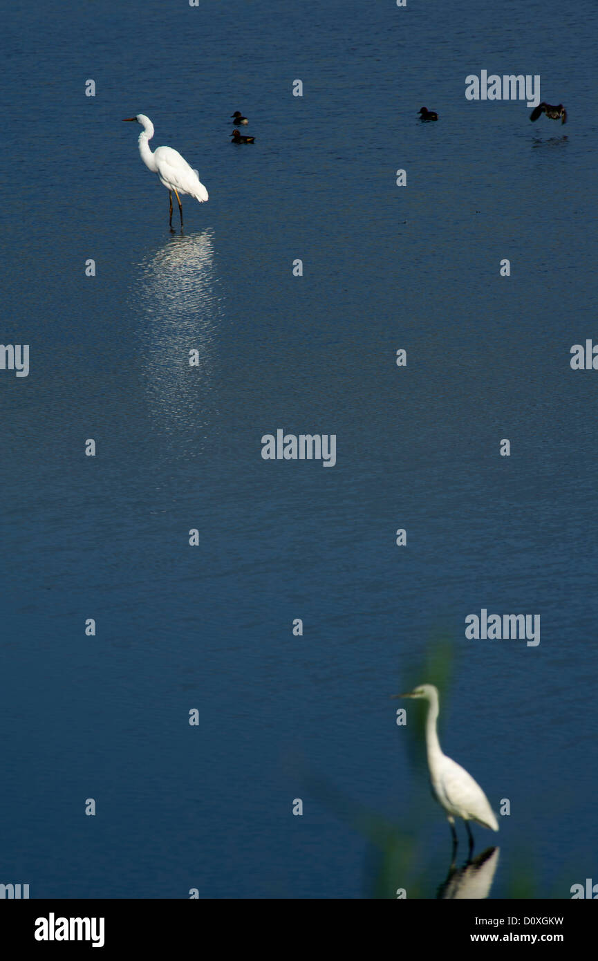 Huleh Valley Nature Reserve, Herons Stock Photo - Alamy