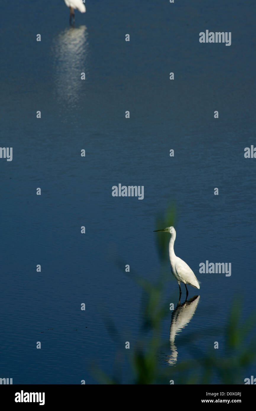 Huleh Valley Nature Reserve, Heron Stock Photo - Alamy