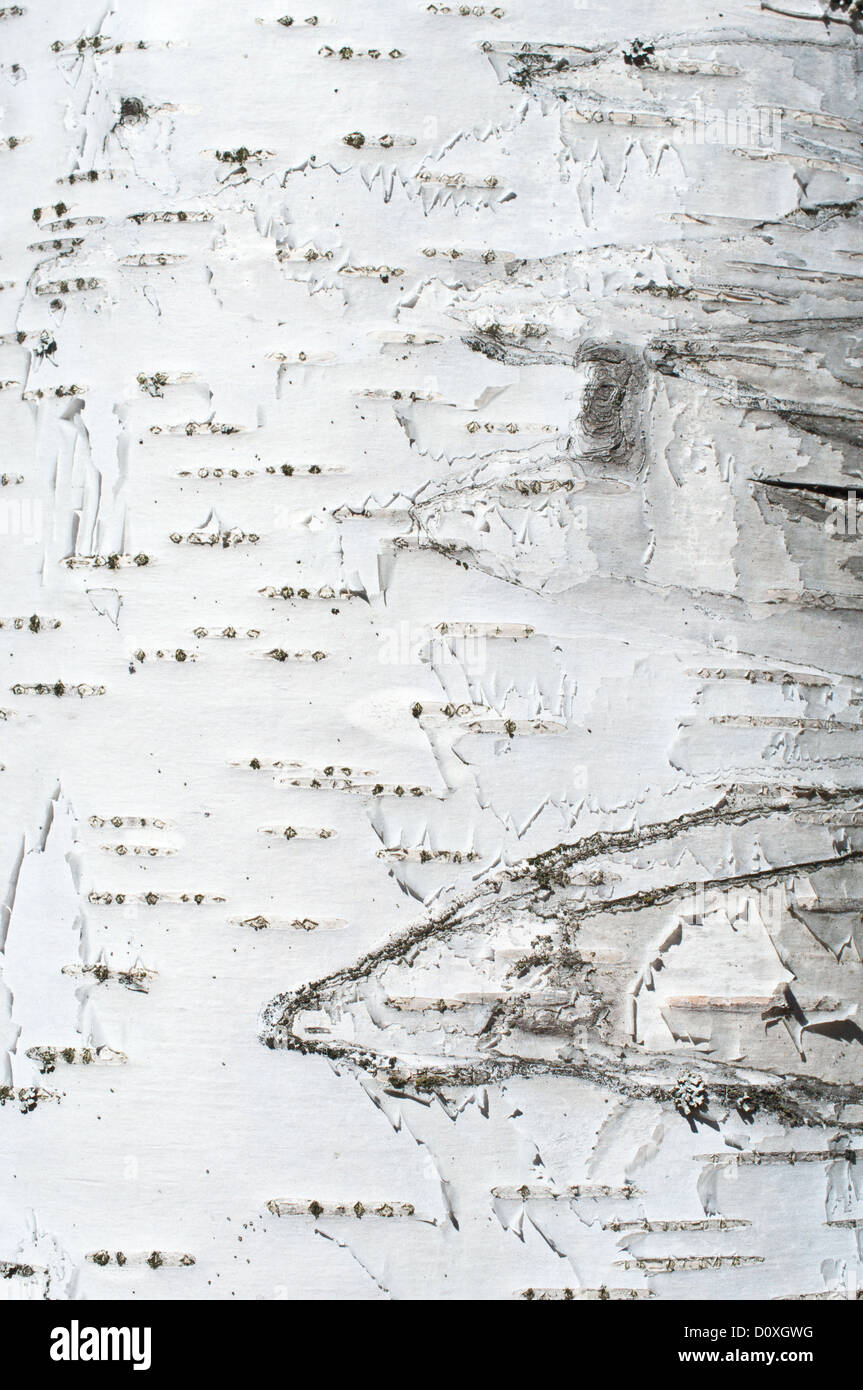 Close up of birch bark surface texture Stock Photo - Alamy