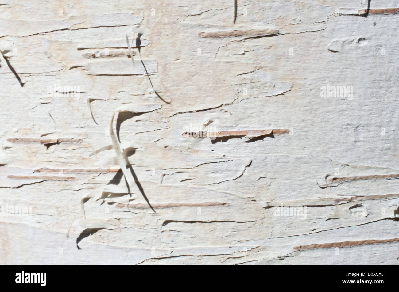 Close up of birch bark surface texture Stock Photo - Alamy