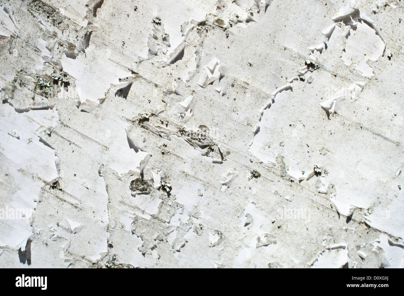 Rough surface rind hi-res stock photography and images - Alamy