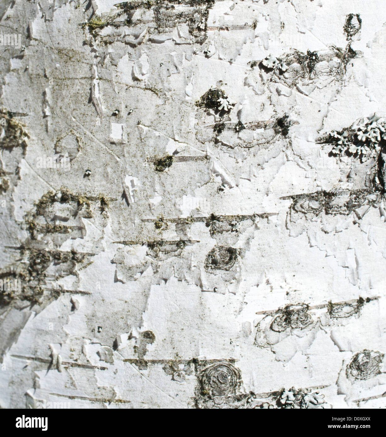 Close up of birch bark surface texture Stock Photo - Alamy