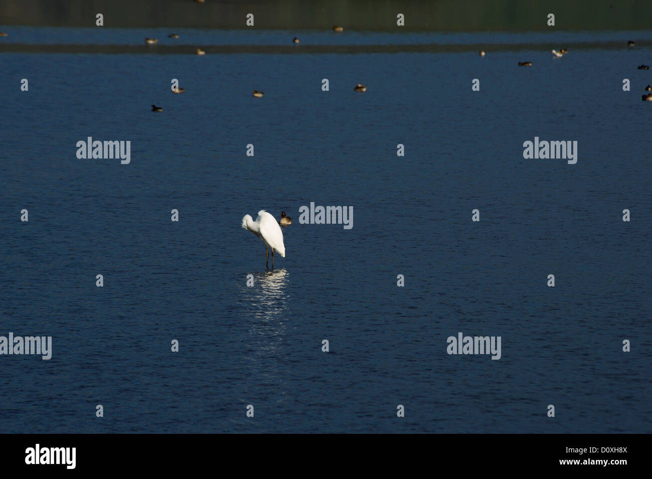 Huleh Valley Nature Reserve.Heron Stock Photo - Alamy