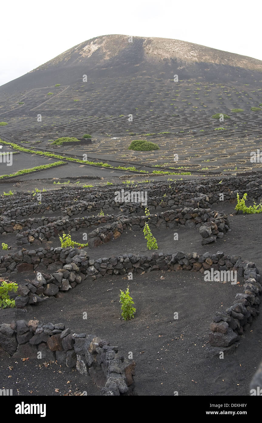 Lanzarote farming lava field hi-res stock photography and images - Alamy