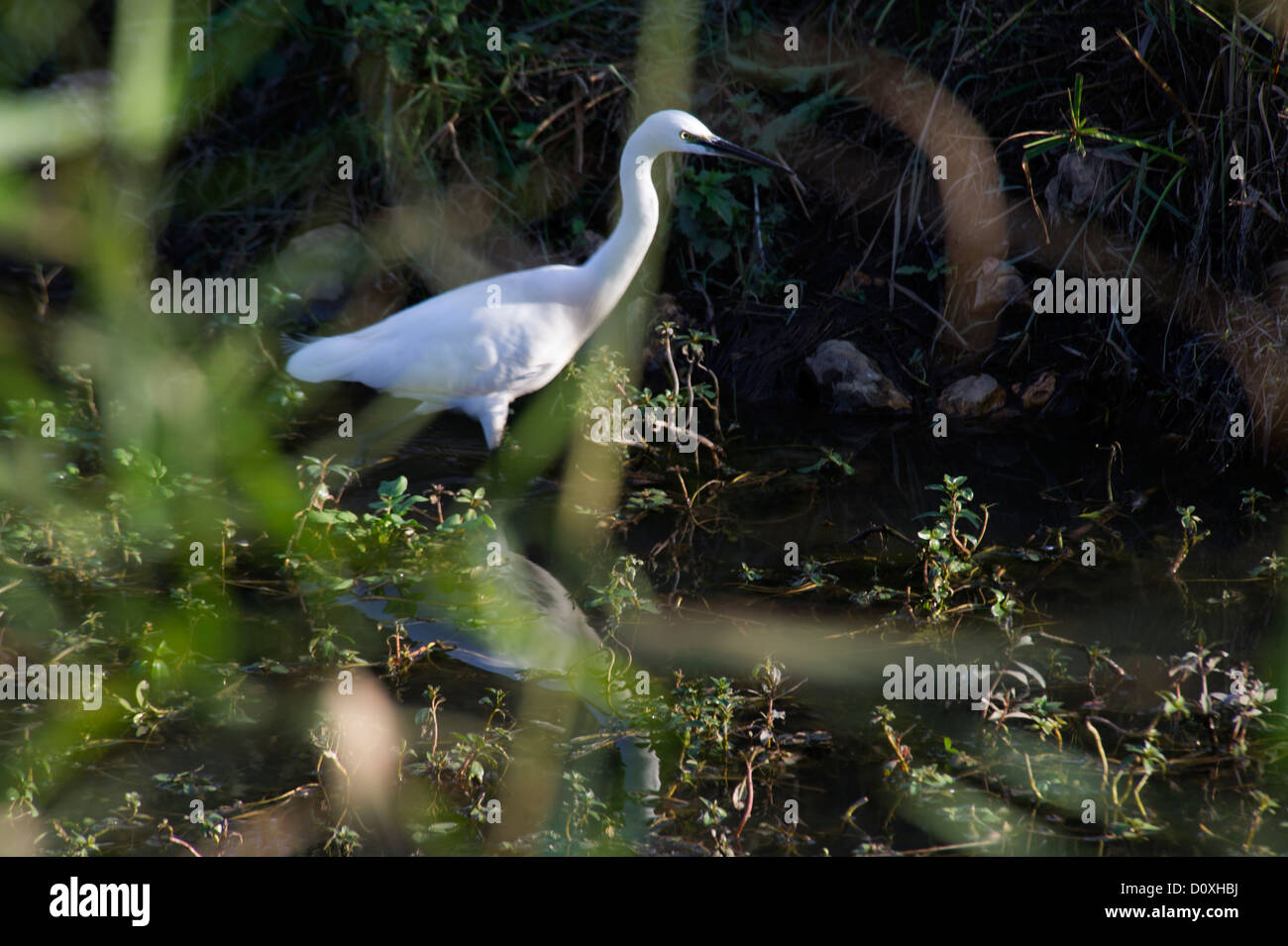 Huleh valley hi-res stock photography and images - Alamy