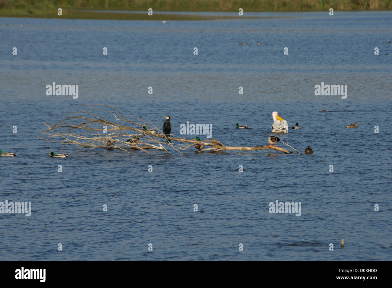 Huleh Valley Nature Reserve, various birds including Pelican Stock ...