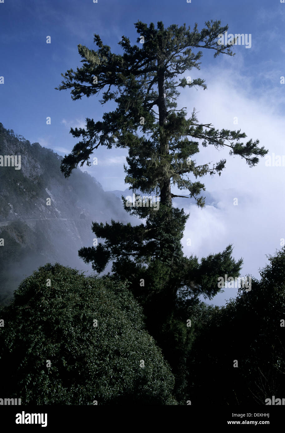 Asia, Taiwan, mountains, mountains, woods, forests, trees, scenery ...
