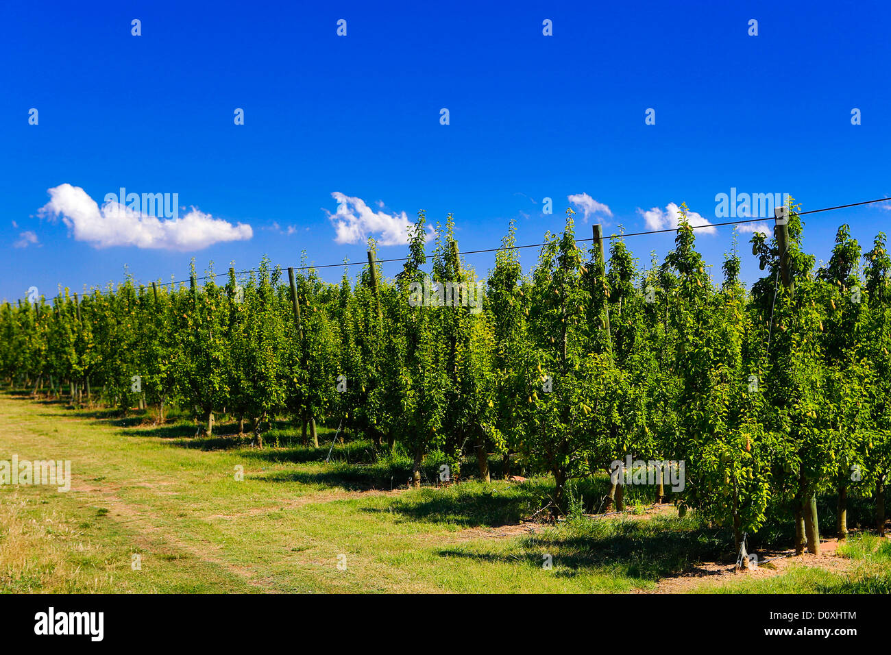 Spain, Europe, Catalonia, Lerida, Province, Pears Plantation ...
