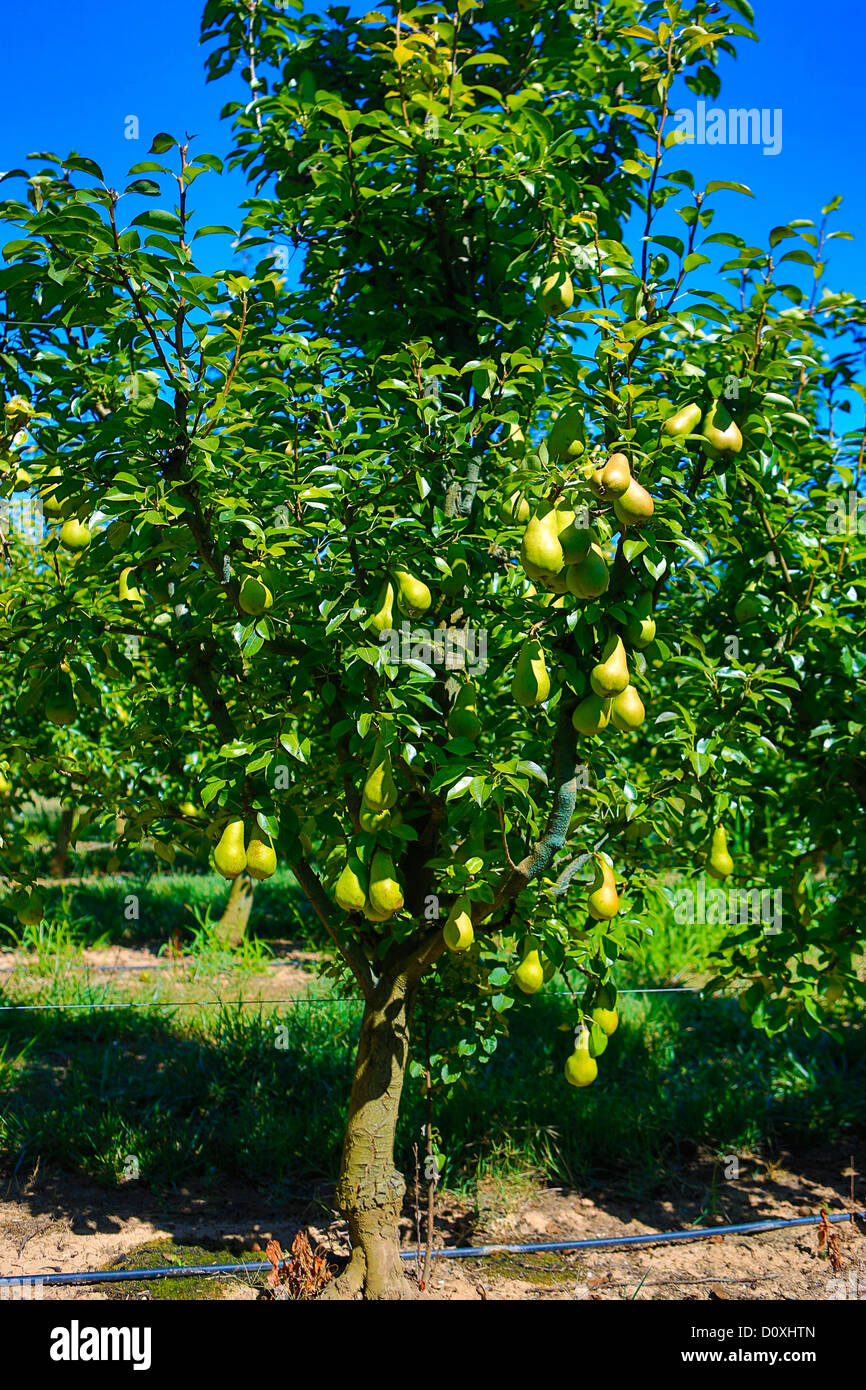 Spain, Europe, Catalonia, Lerida, Province, Pears Plantation ...