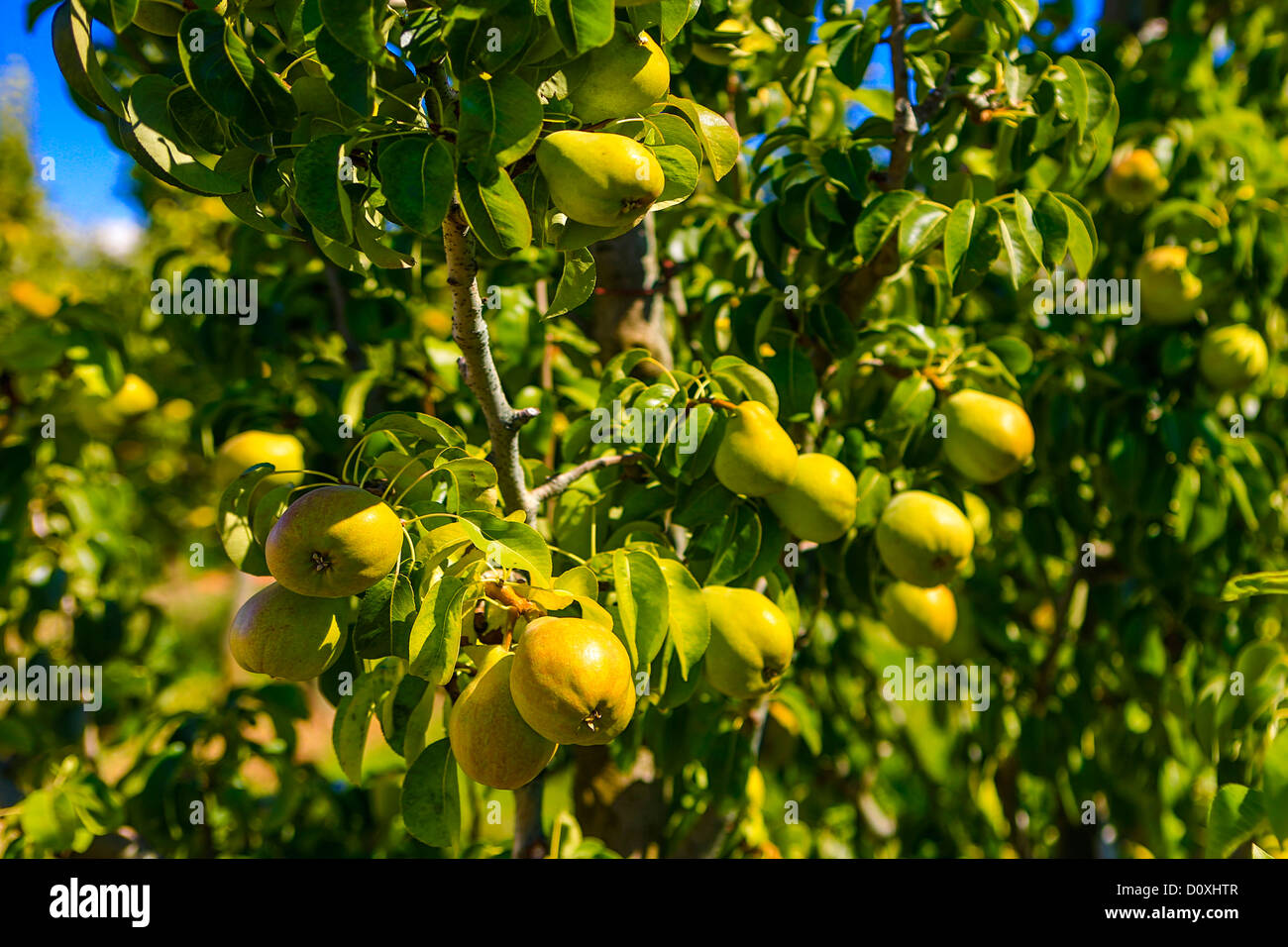 Spain, Europe, Catalonia, Lerida, Province, Pears Plantation ...