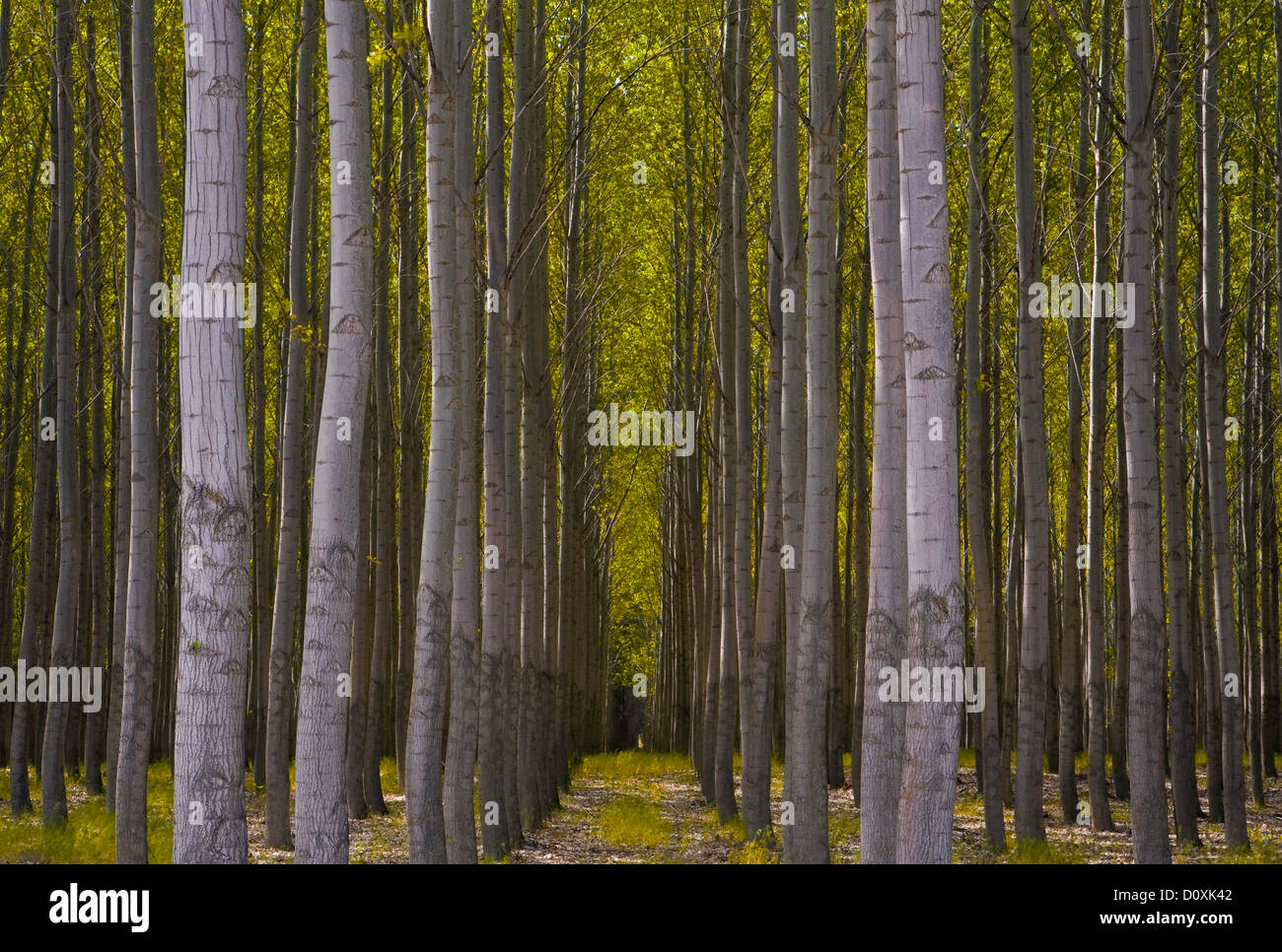 USA, Boardman, Tree, Farm, trees, lumber, farming, agriculture, row ...