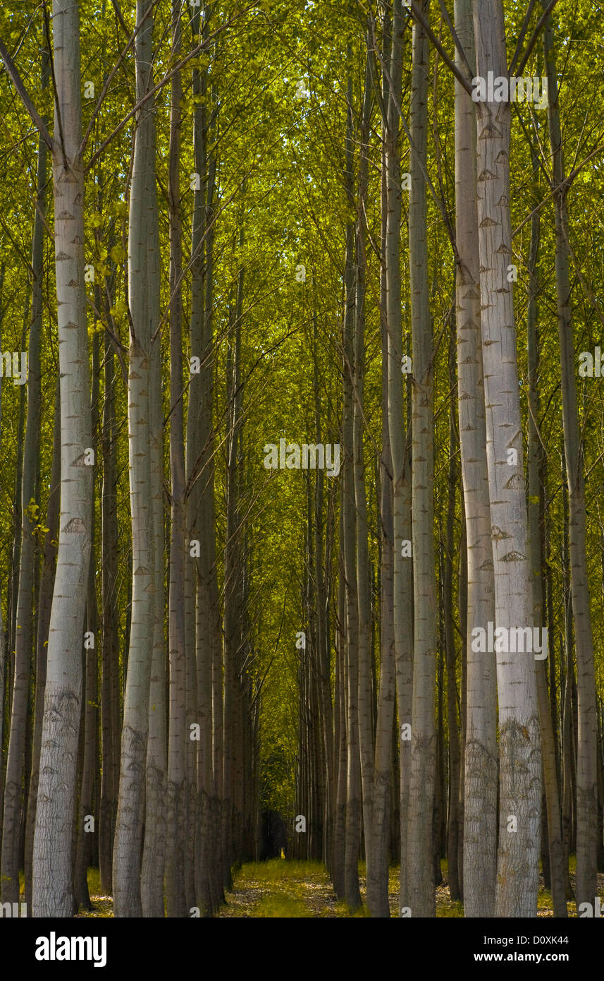 USA, Boardman, Tree, Farm, trees, lumber, farming, agriculture, row ...