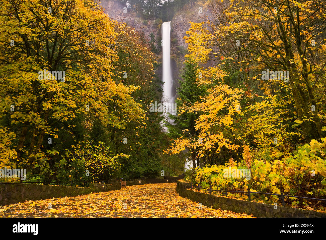 USA, Multnomah, fall, falls, waterfall, waterfalls, big leaf maple ...