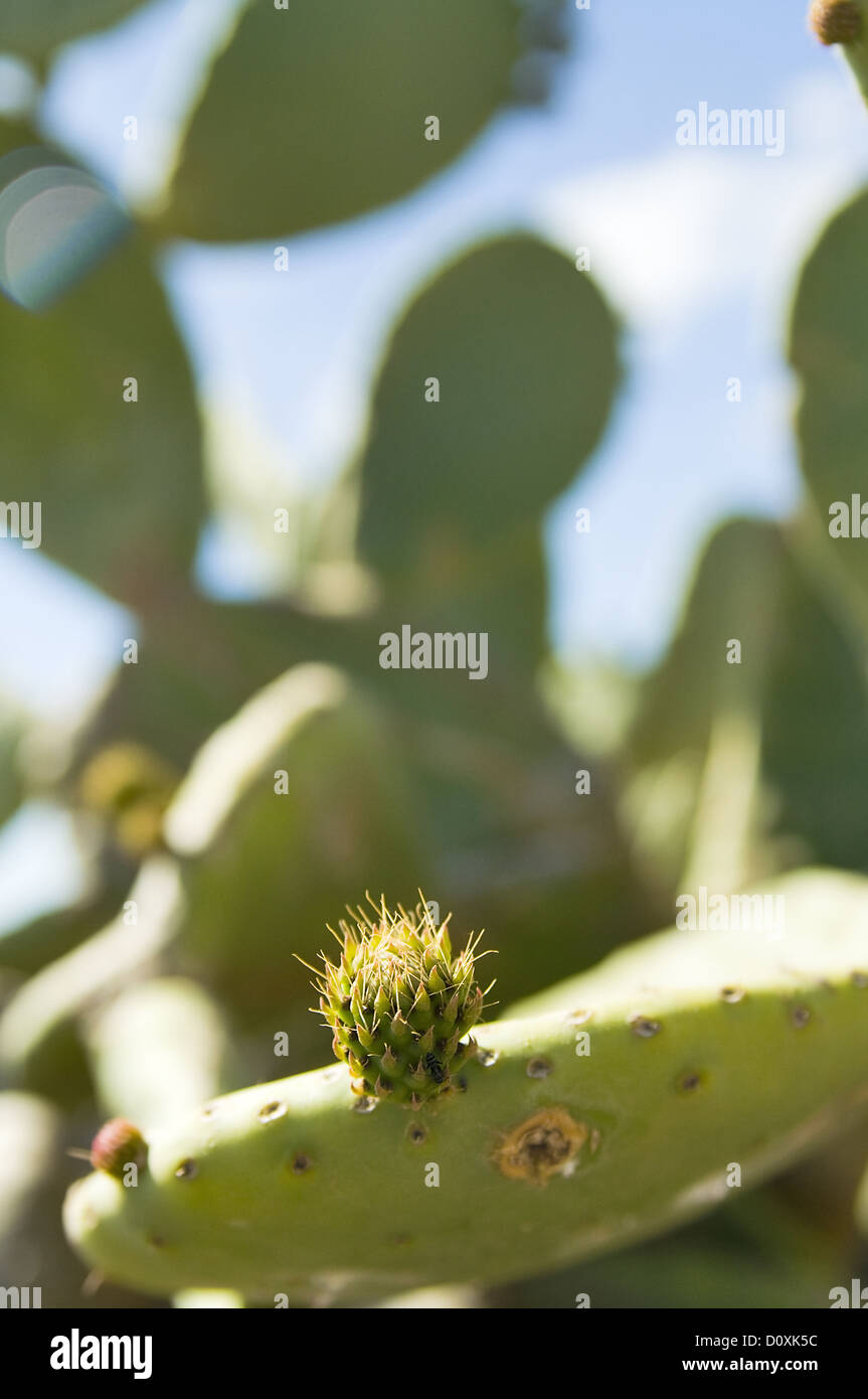 Cactus over blue sky Stock Photo - Alamy