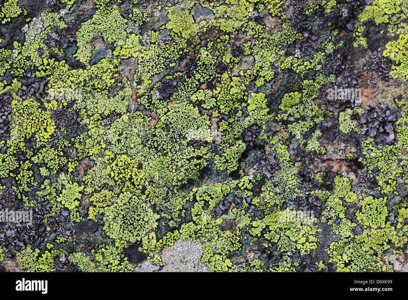 Alps, mountain, mountains, detail, cliff, lichen, lichens, mountains ...