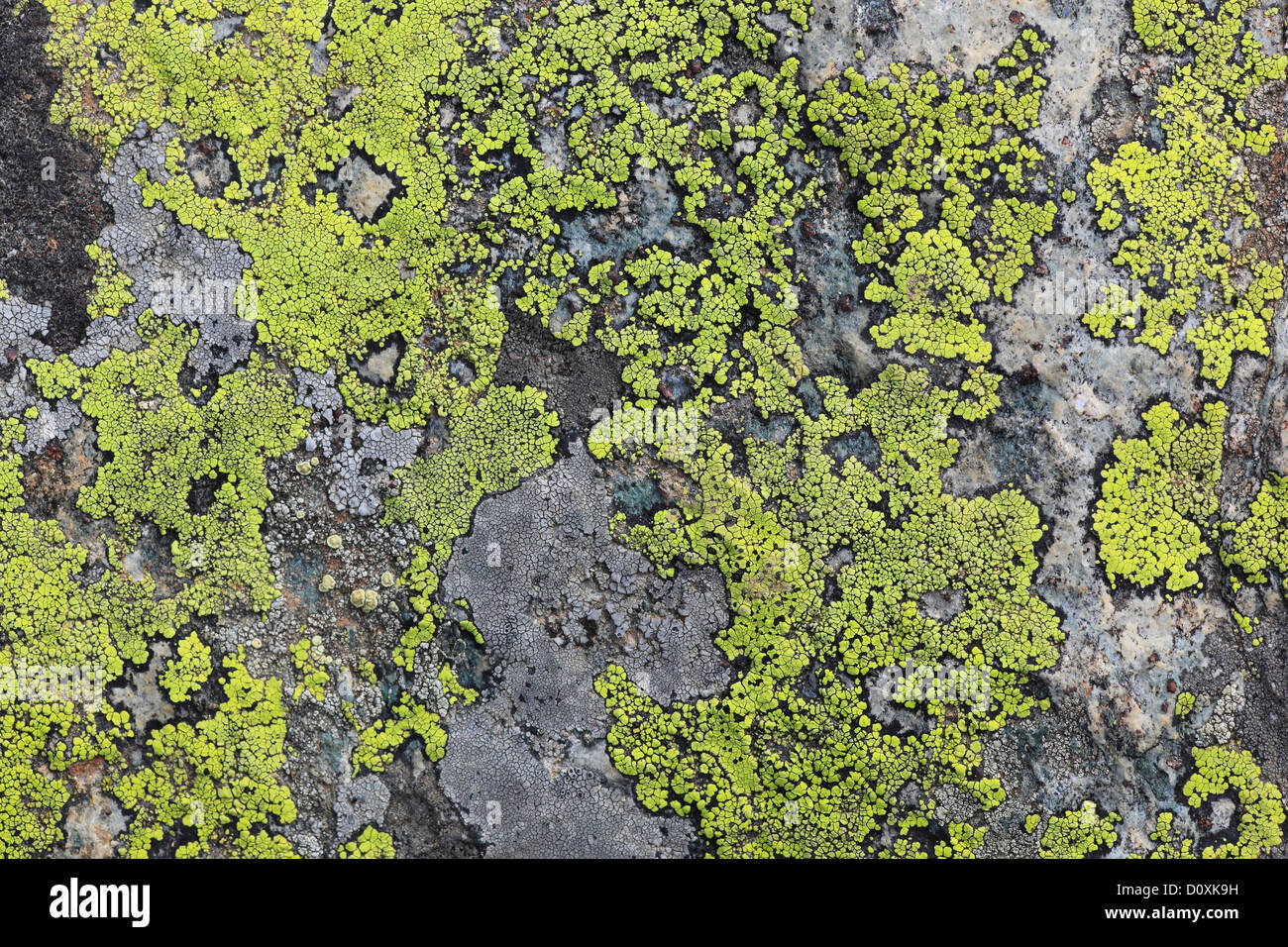 Alps, mountain, mountains, detail, cliff, lichen, lichens, mountains ...