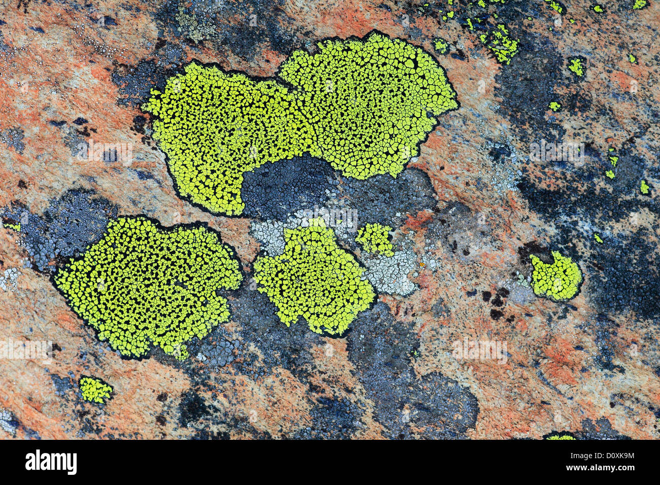 Alps, mountain, mountains, detail, cliff, lichen, lichens, mountains ...