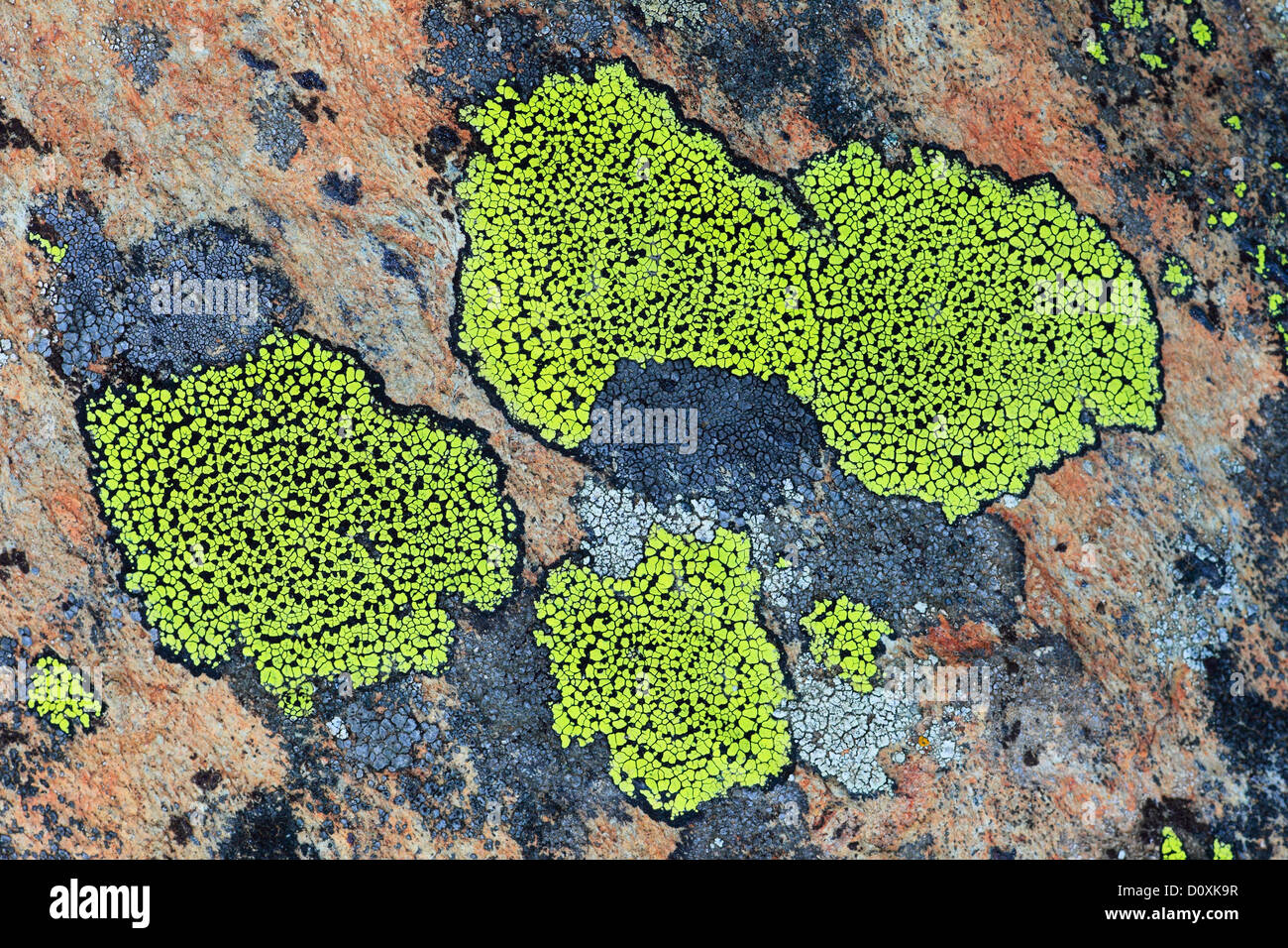 Alps, mountain, mountains, detail, cliff, lichen, lichens, mountains ...