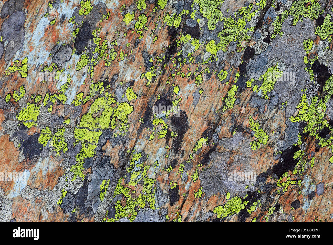 Alps, mountain, mountains, detail, cliff, lichen, lichens, mountains ...