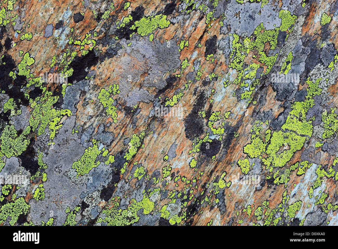 Lichen lichens stone cliff pattern hi-res stock photography and images ...