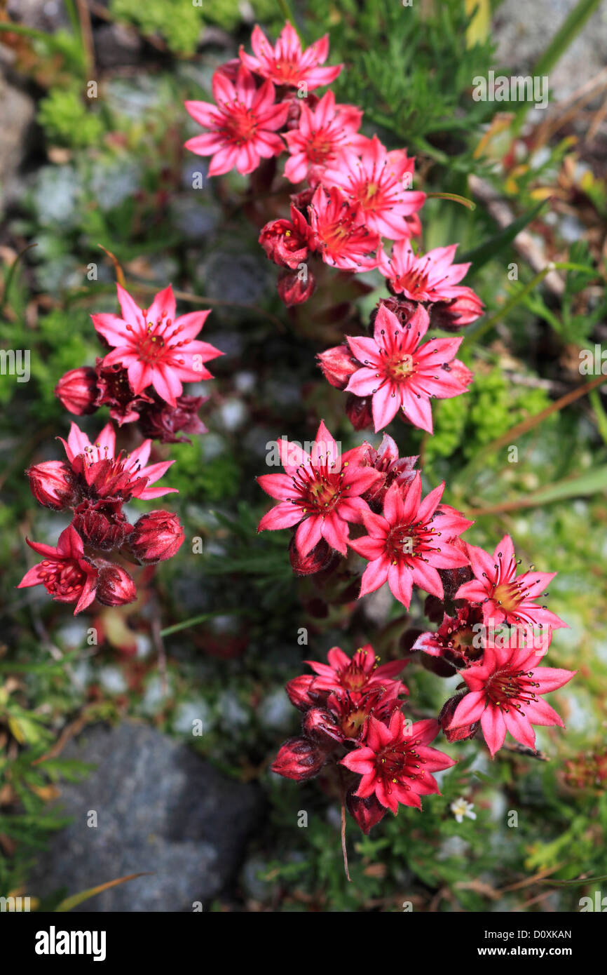 Alps, Alpine flora, mountain flora, flower, flowers, blossom, flourish ...