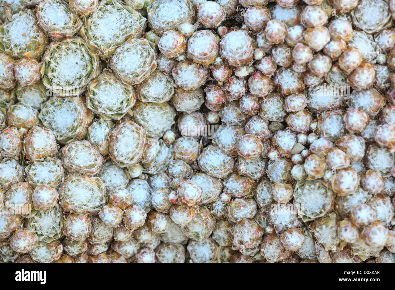 Live forever flower hi-res stock photography and images - Alamy