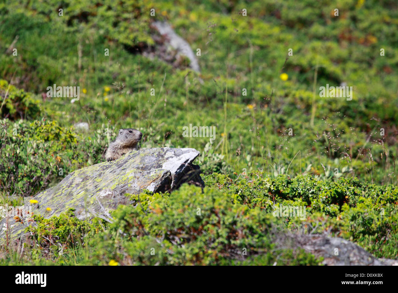1 Alp Alps groundhog Alpine fauna Alpine groundhog Alpine animal world ...