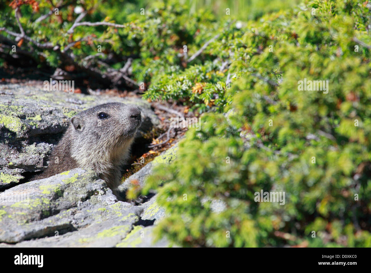 1 Alp Alps groundhog Alpine fauna Alpine groundhog Alpine animal world ...