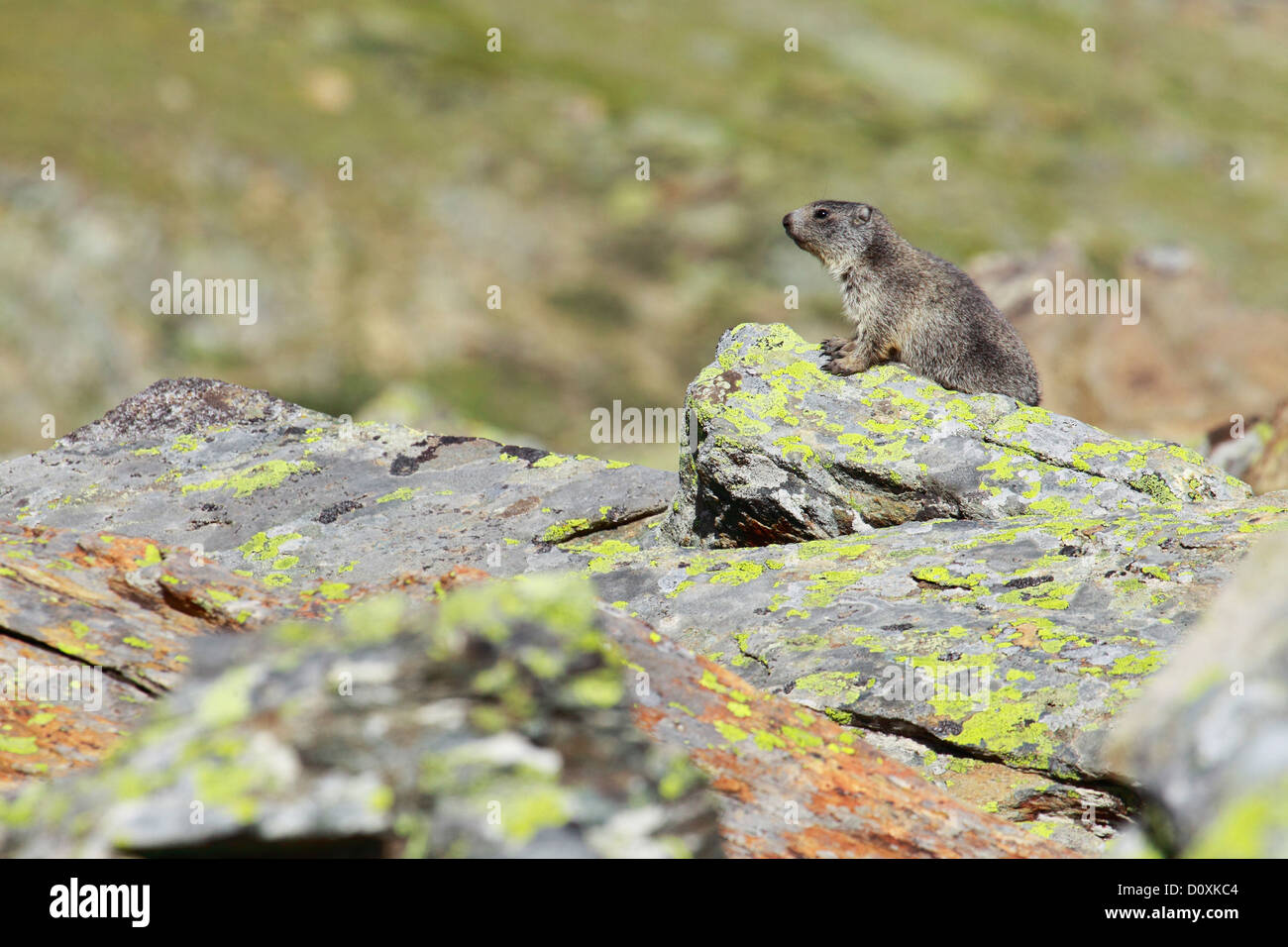 1 Alp Alps groundhog Alpine fauna Alpine groundhog Alpine animal world ...