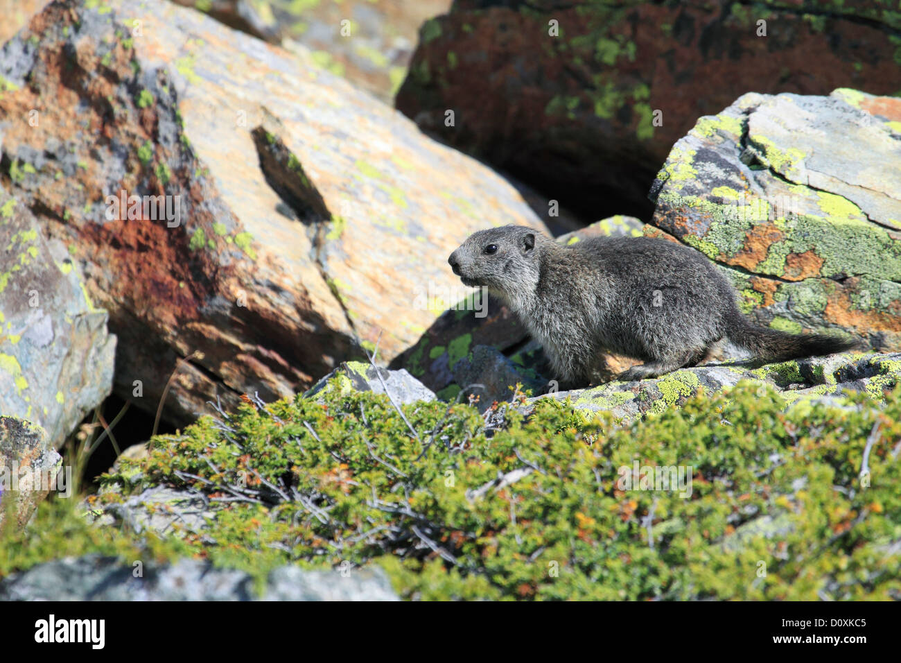1 Alp Alps groundhog Alpine fauna Alpine groundhog Alpine animal world ...