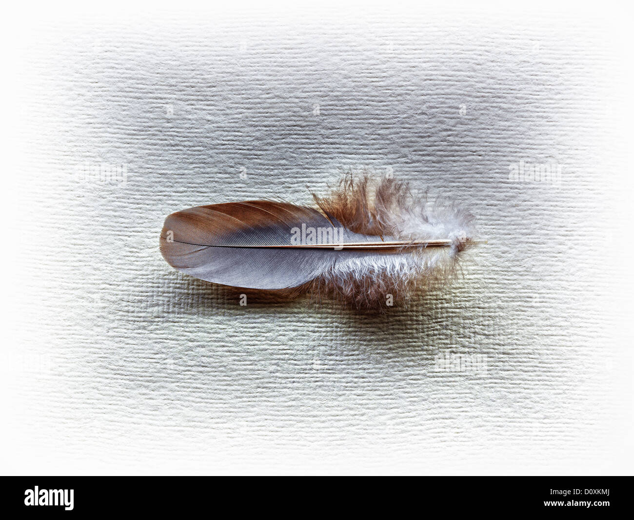 Feather as a detail Cut Out Stock Images & Pictures - Alamy