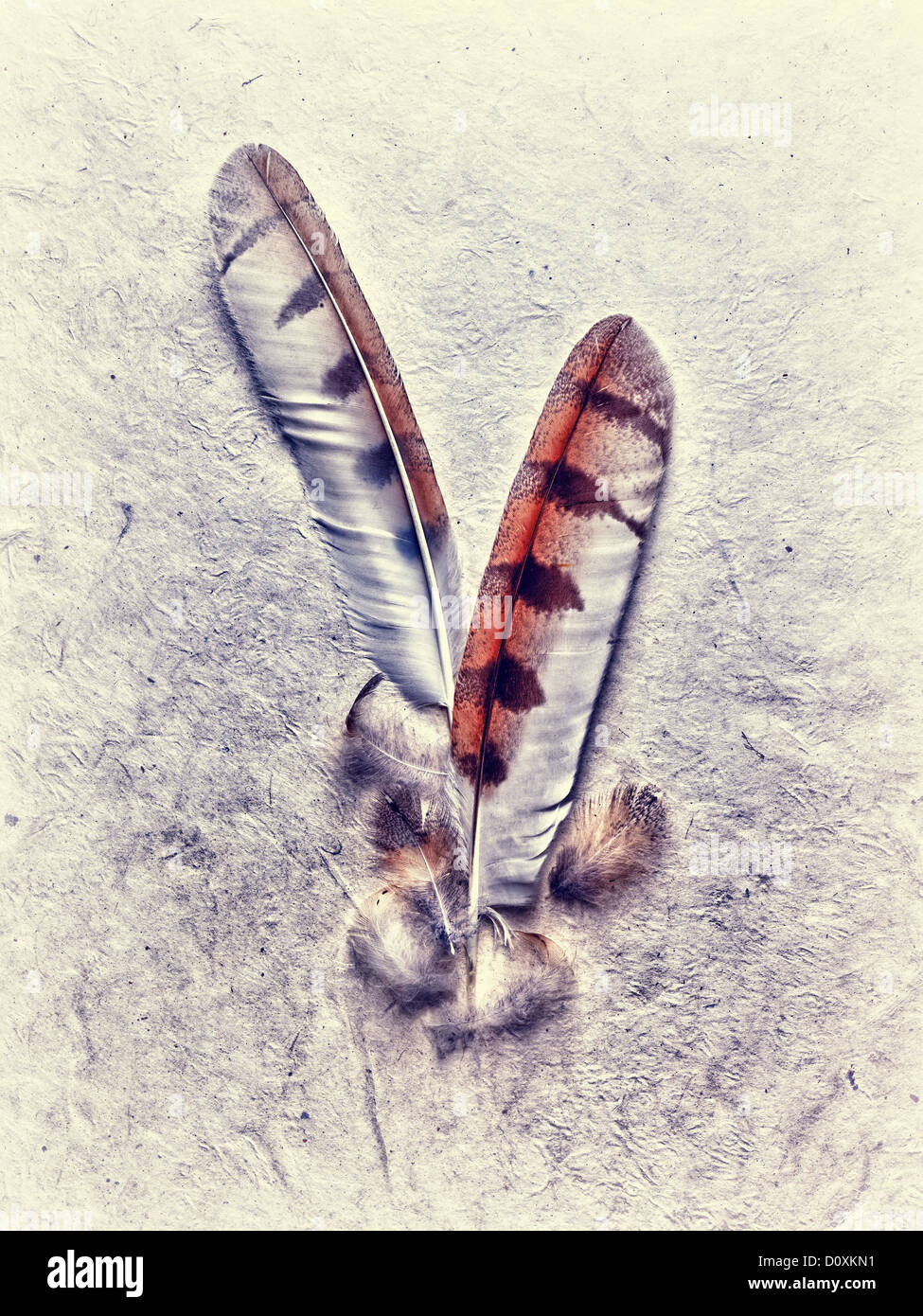 Owl feathers hi-res stock photography and images - Alamy