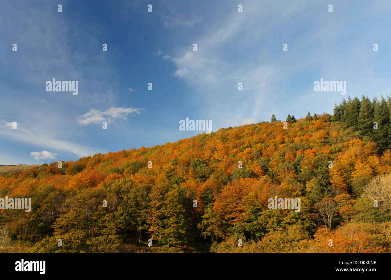 Corris autumn hi-res stock photography and images - Alamy
