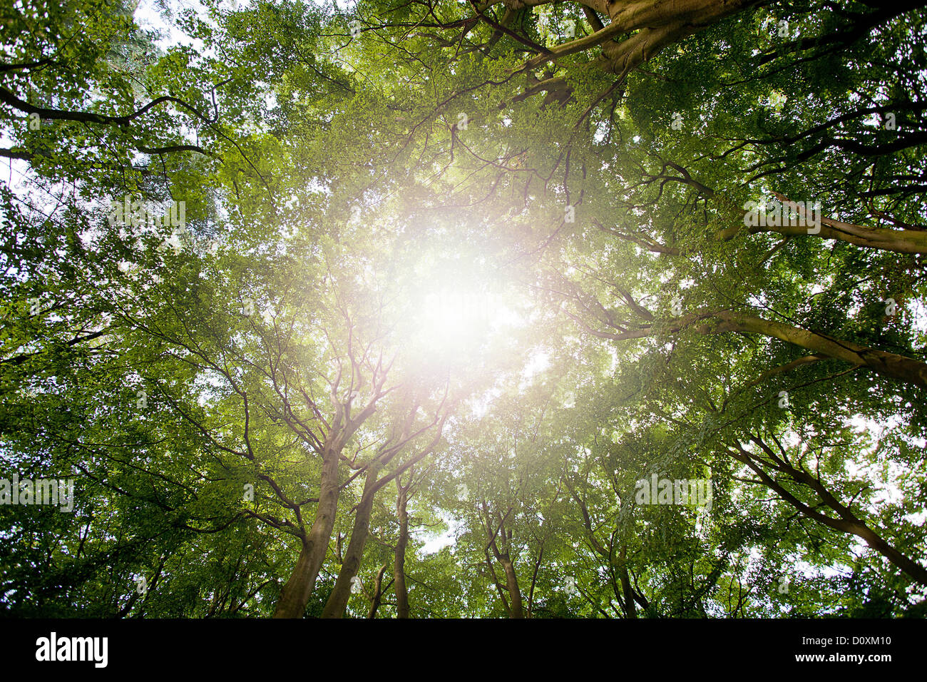 Sunlight through tree canopy Stock Photo - Alamy Sunlight through tree canopy Stock Photo - Alamy