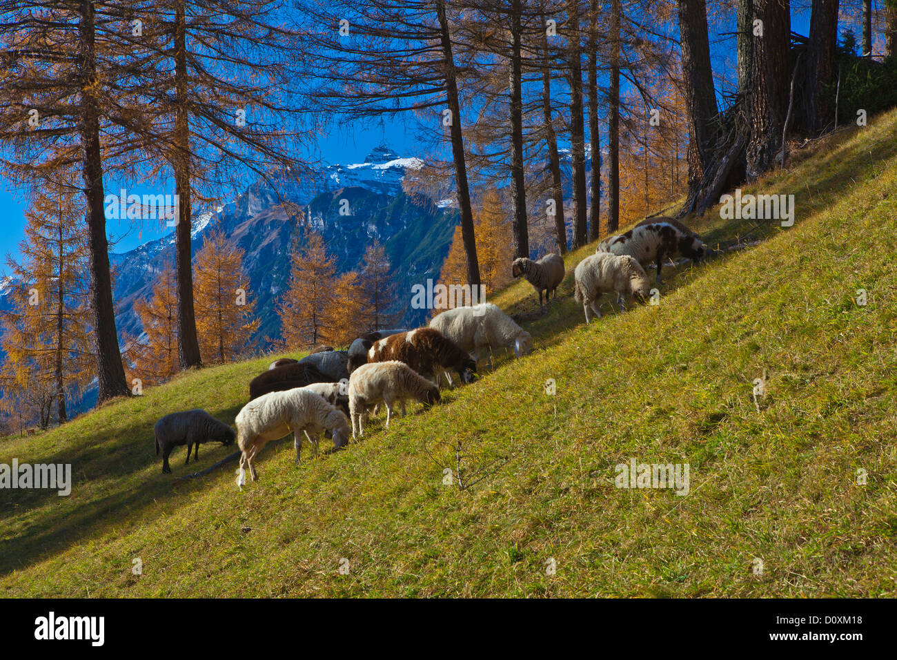 Austria Europe Tyrol Tirol Gschnitztal Trins mountain pastures sheep ...