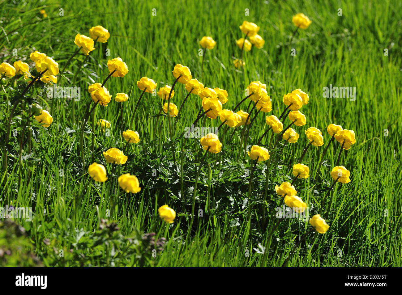 Trollius hi-res stock photography and images - Alamy
