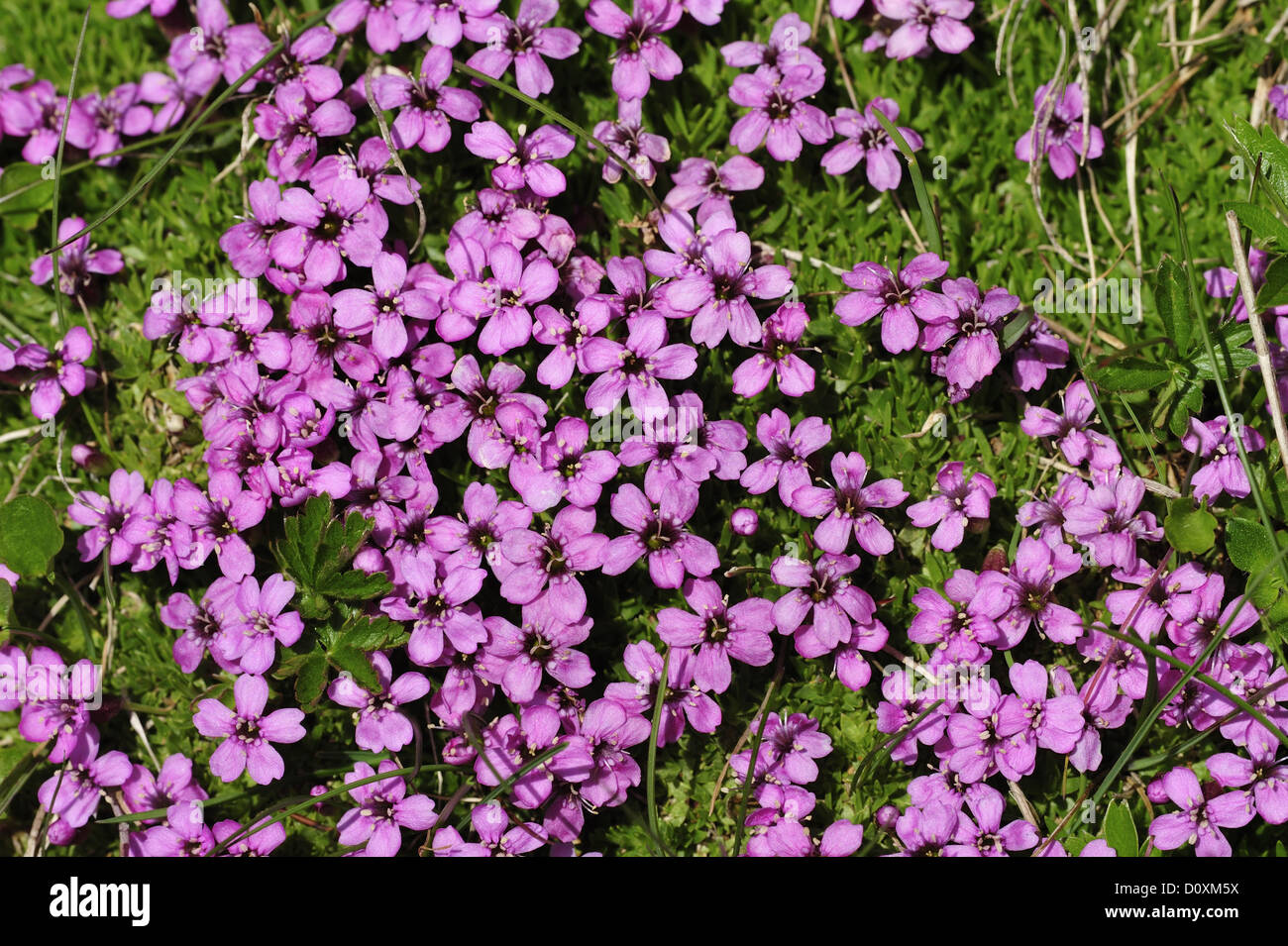 Caryophyllaceae hi-res stock photography and images - Alamy