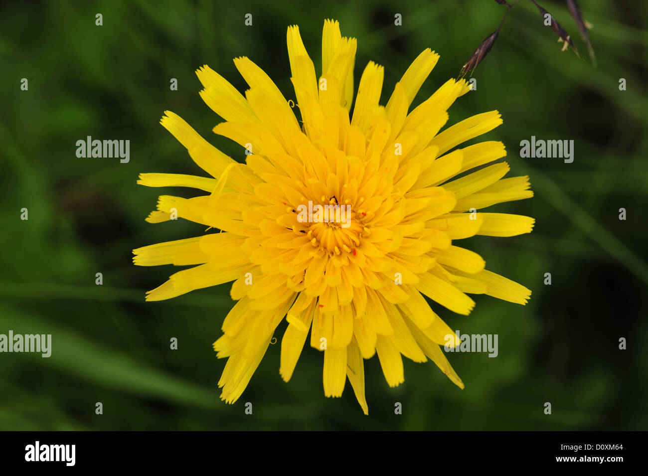 One headed cats ear hi-res stock photography and images - Alamy