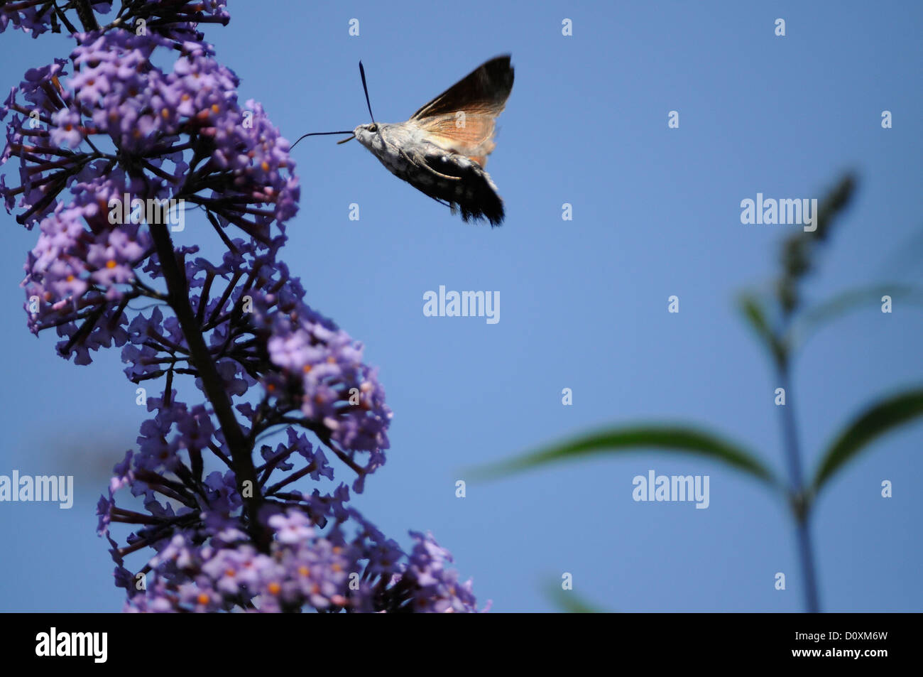 Hummingbird hawk moth butterfly hi-res stock photography and images - Alamy