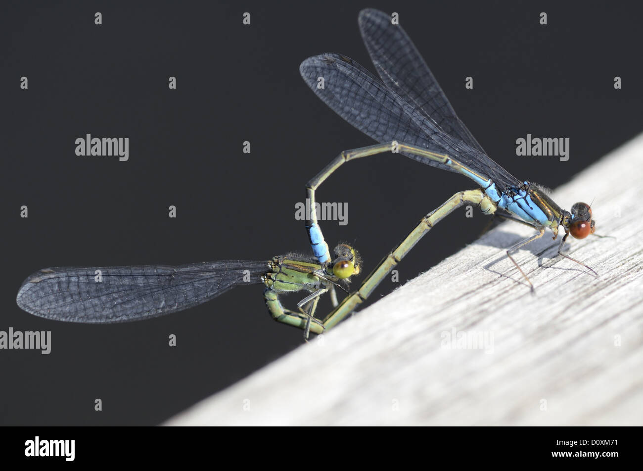 Dragon mating hi-res stock photography and images - Alamy