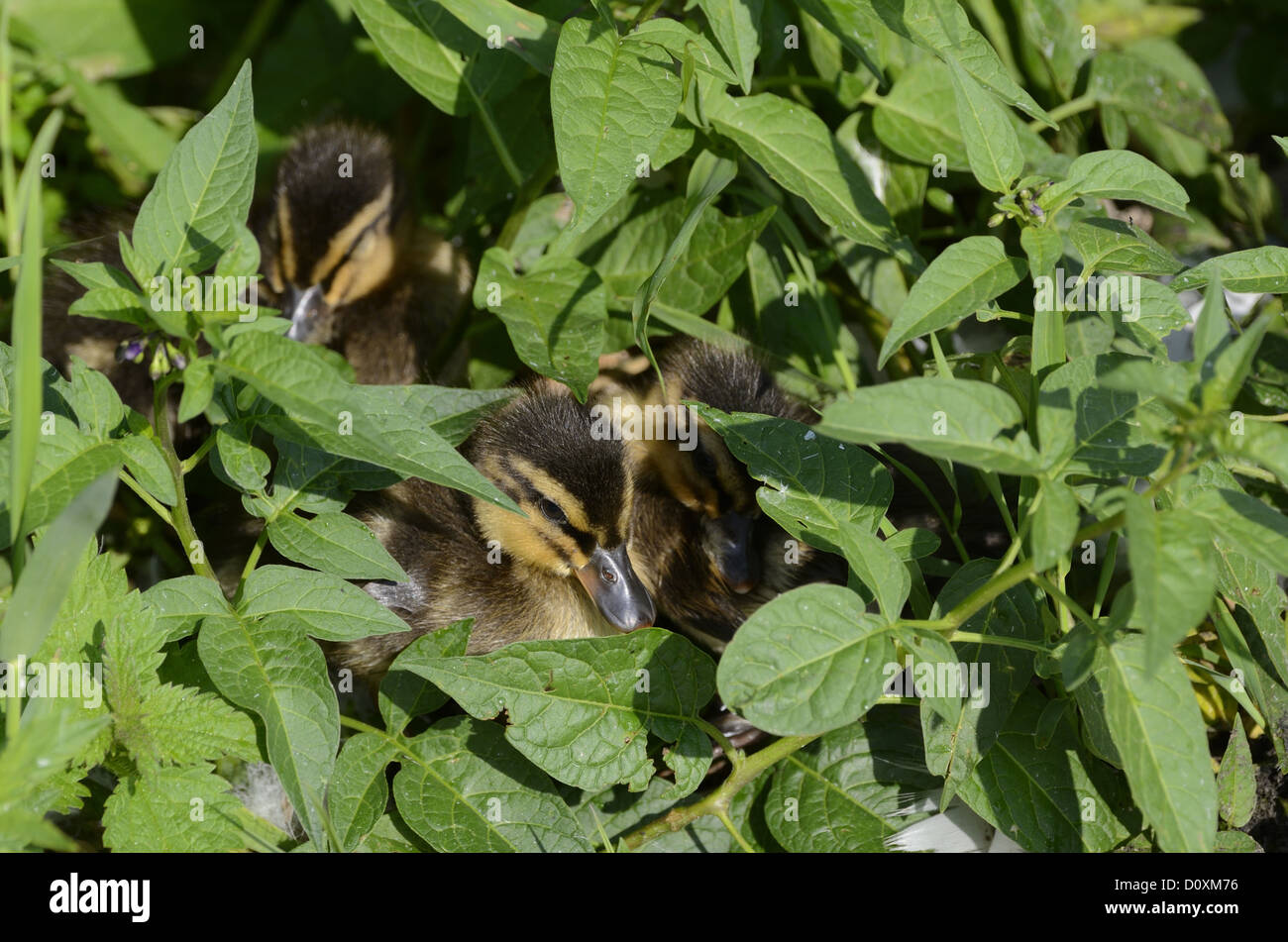Mallard, Anas platyrhynchos, Anatidae, downy young, duck, bird, animal ...