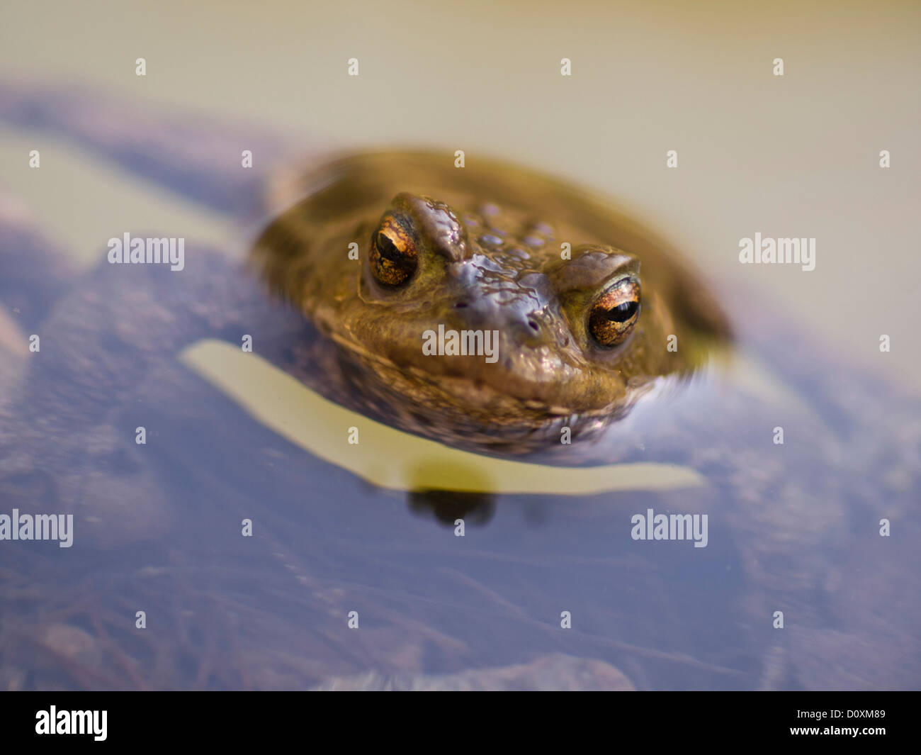 Amphibians, amphibian, animal, animals, nature, spawn, spawning season ...