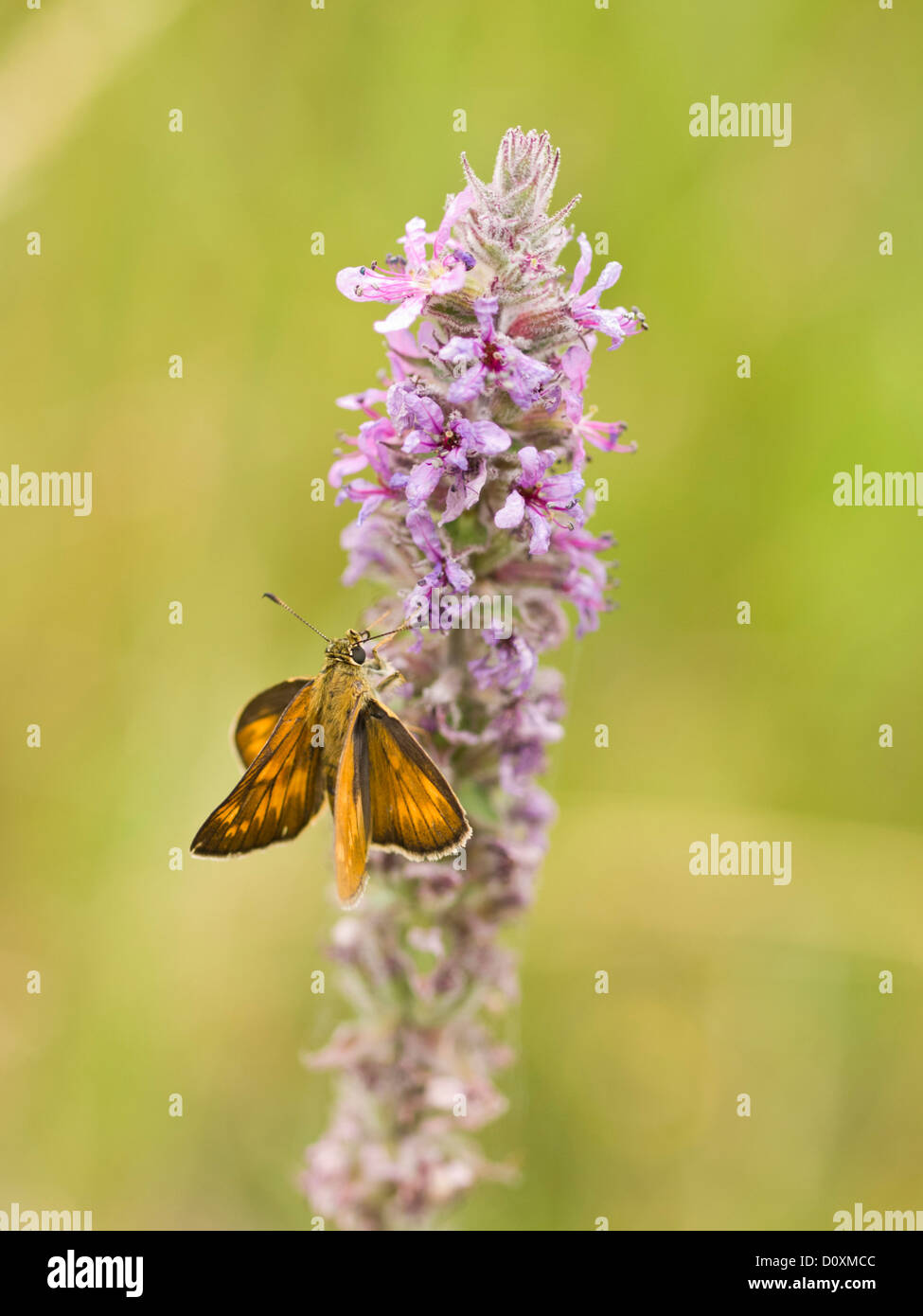 Azerbaijan, Europe, butterfly, stubbornness butterfly, Hesperiidae ...