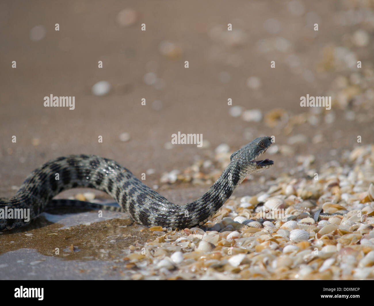 Azerbaijan, Europe, European, Caucasus, Shirvan national park, snake ...
