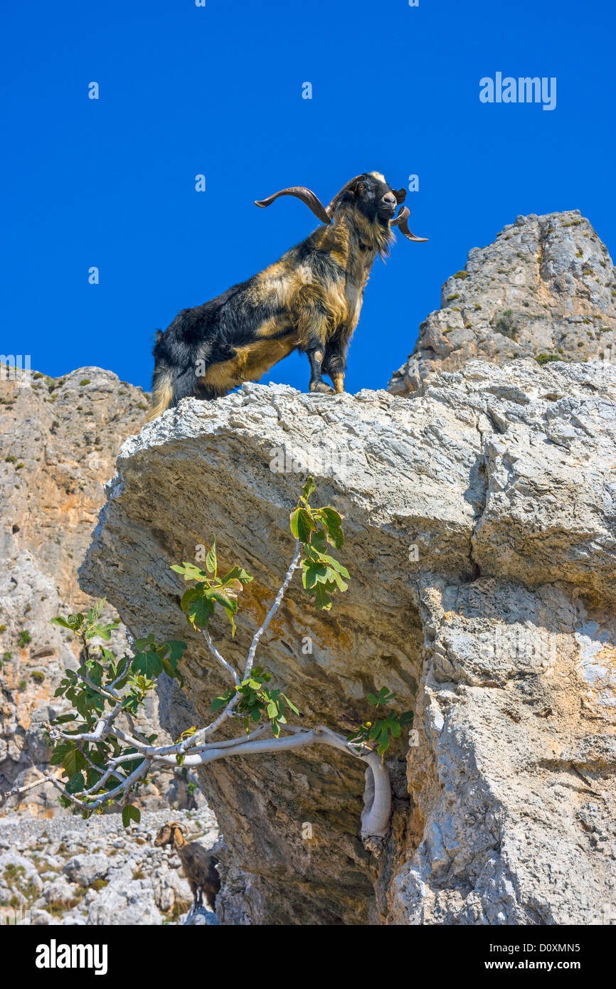 Male goat hi-res stock photography and images - Alamy