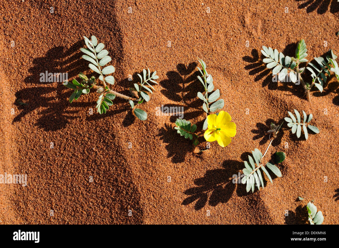 Africa, Namib, Naukluft, Park, Namibia, Sossusvlei, desert, dry ...