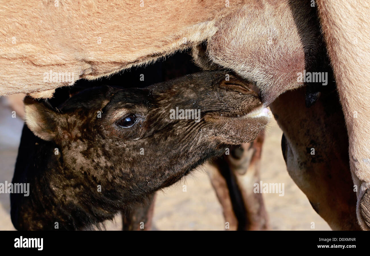 Young calf sucking from mother hi-res stock photography and images - Alamy